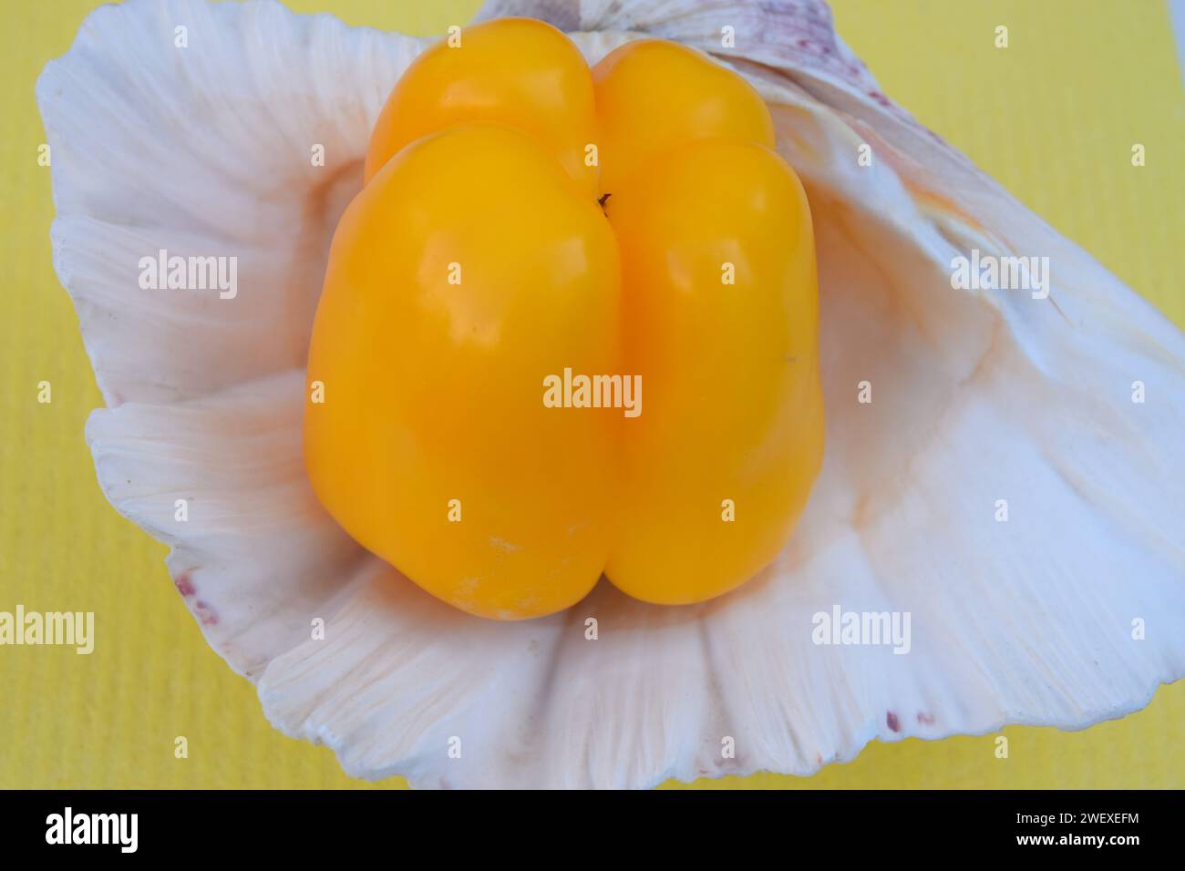 Bottom of shell hi-res stock photography and images - Alamy