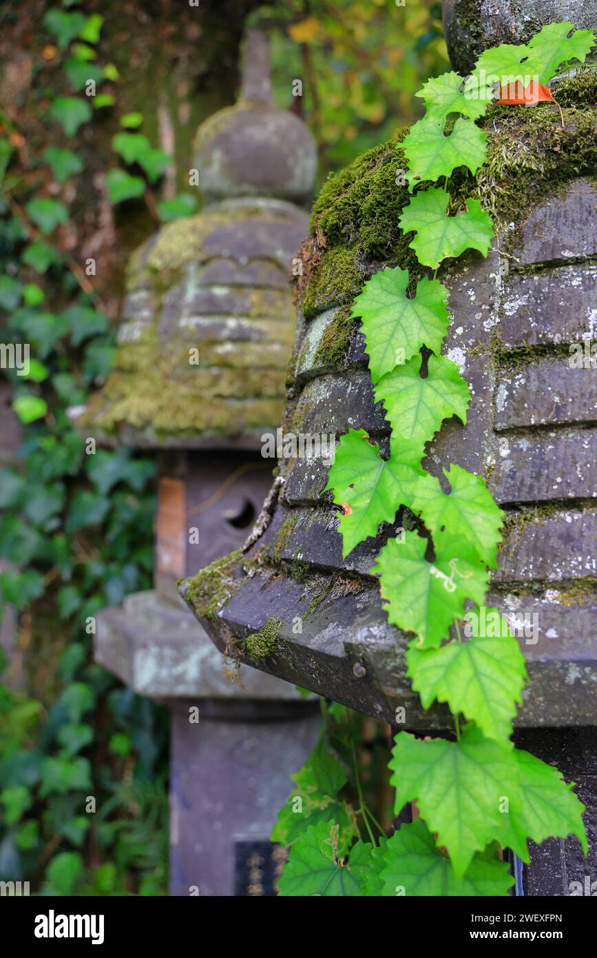 Japanese ivy color hi-res stock photography and images - Alamy