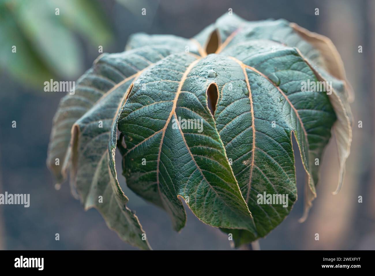 Chinese rice paper plant hi-res stock photography and images - Alamy