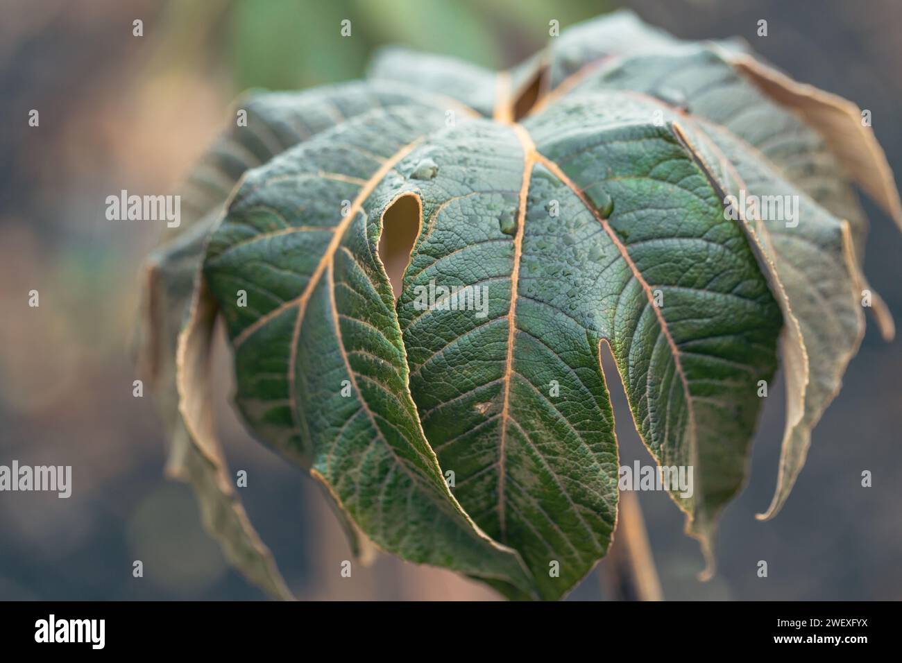 Chinese rice paper plant rex hi-res stock photography and images - Alamy