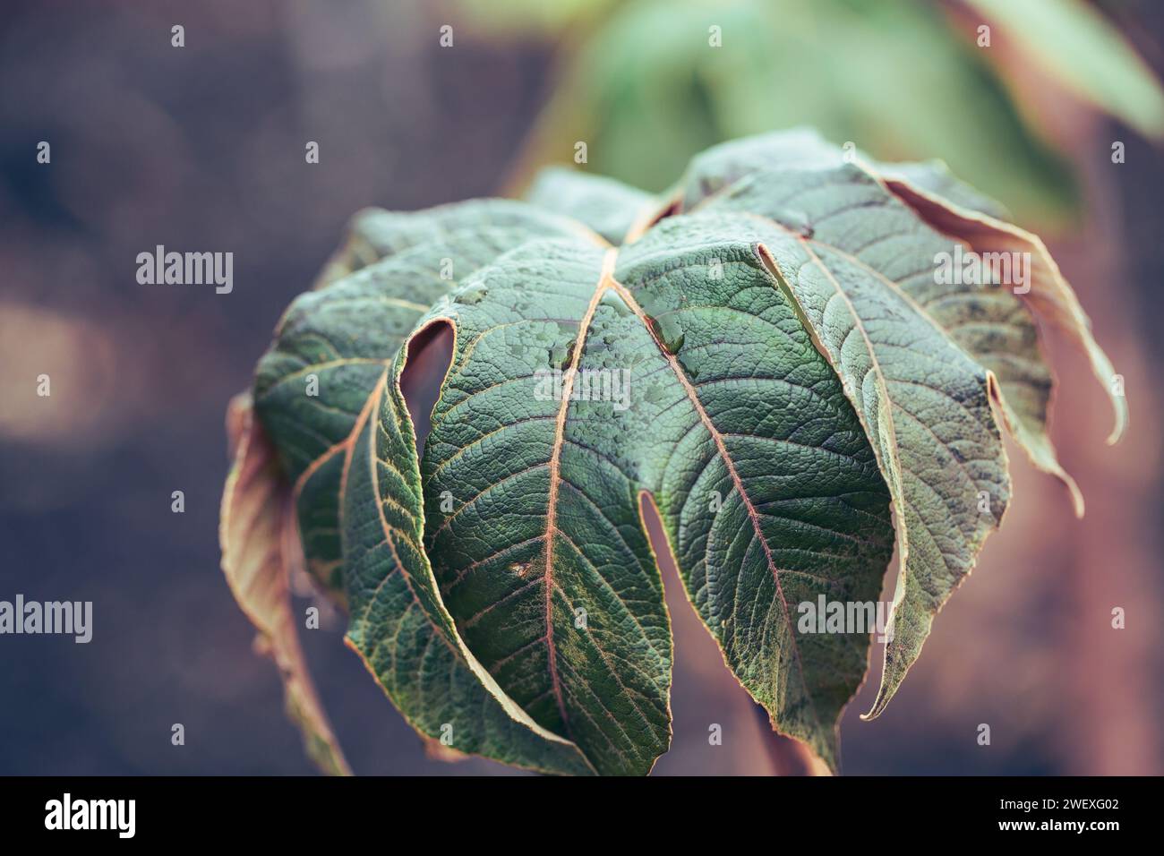 Chinese rice paper plant rex hi-res stock photography and images - Alamy