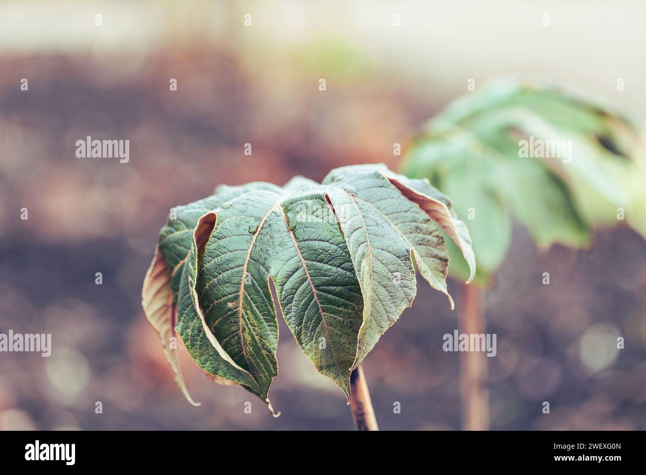 Chinese rice paper plant rex hi-res stock photography and images - Alamy