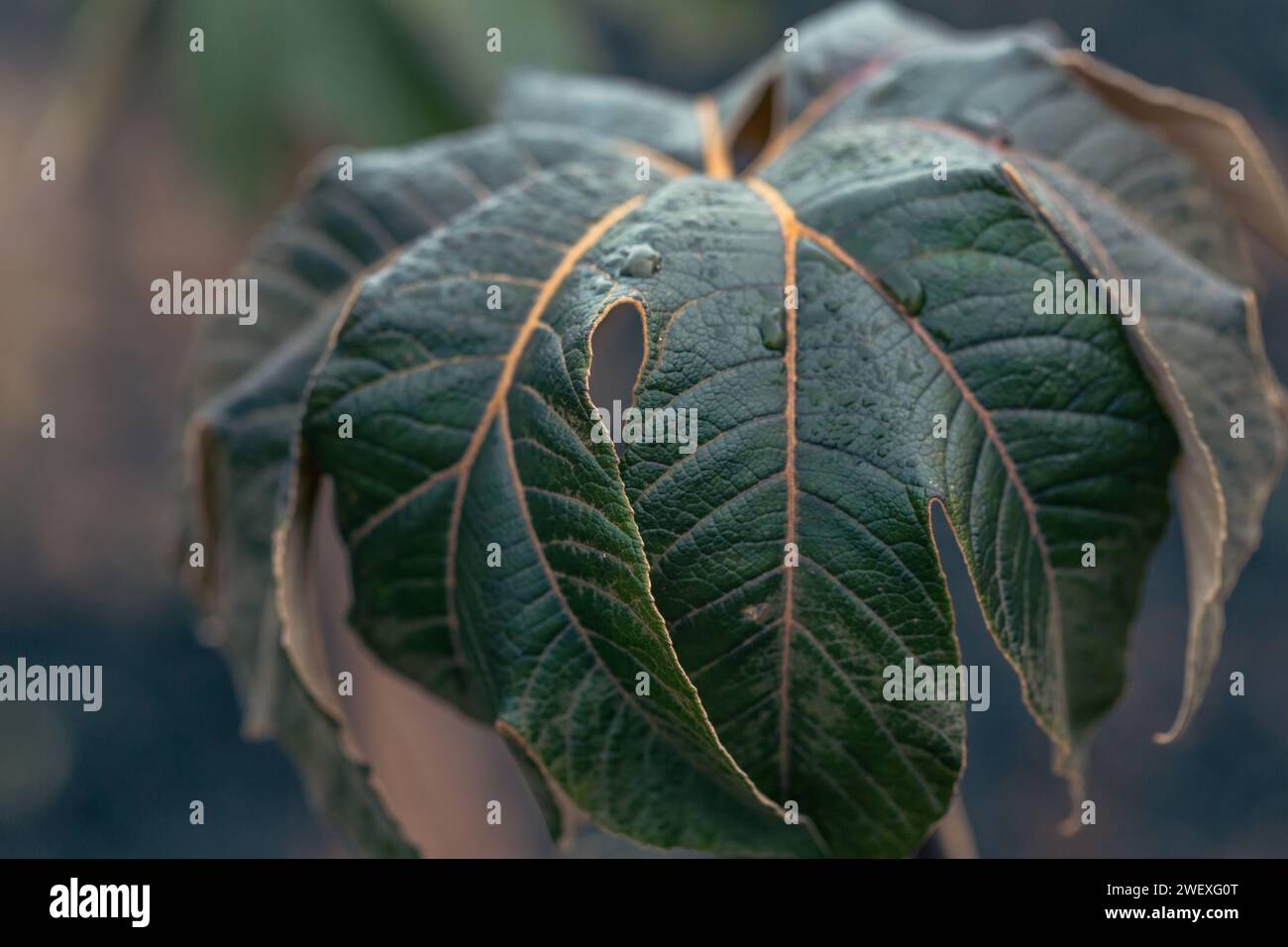 Close-up of rainfall on a Chinese Rice Paper Tree , Tetrapanax ...