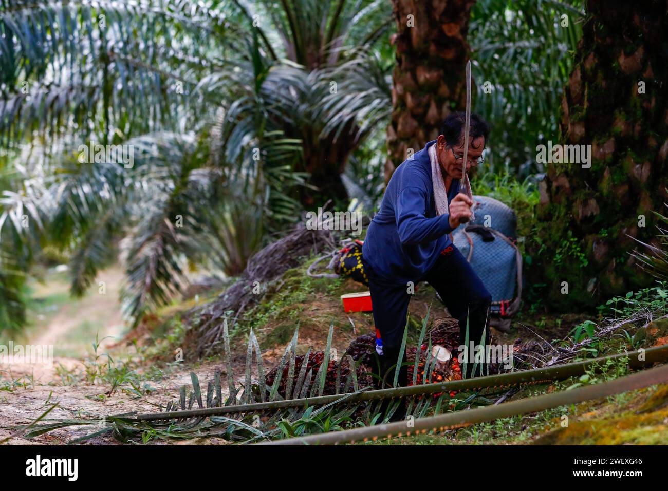 Selengau, Sarawak, East Malaysia. 26th Jan, 2024. Indigenous Iban Mr ...