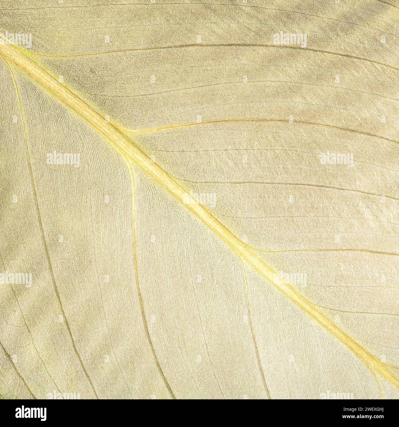 Leaf epidermis hi-res stock photography and images - Alamy