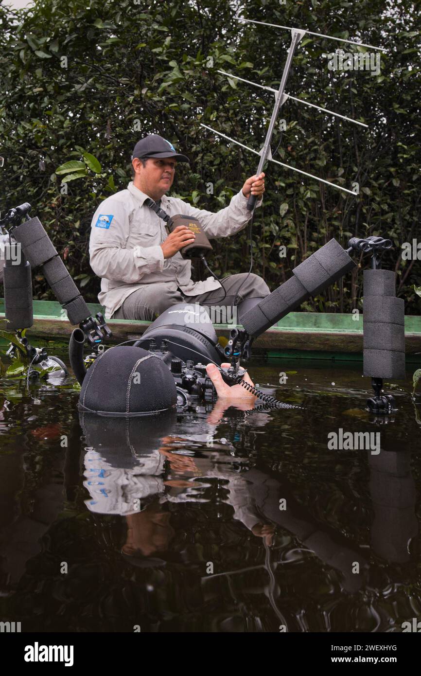 tracking the released amazonian manatees in the flooded forest Stock ...