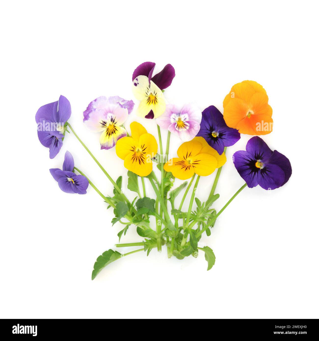 Pansy flower plant varieties mixed colors on white background. Floral ...