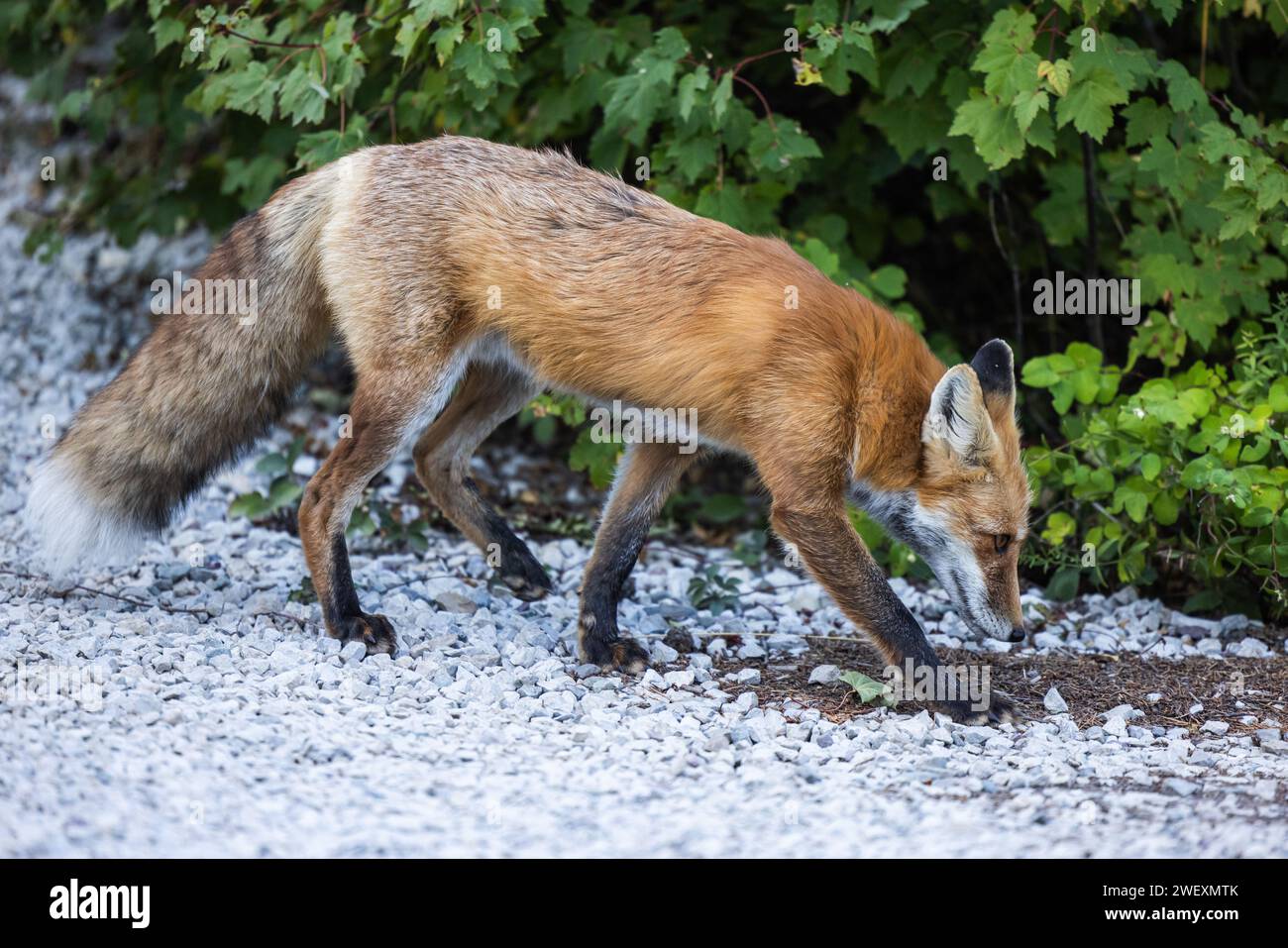 Adult red fox in Glacier National Park, Montana Stock Photo - Alamy
