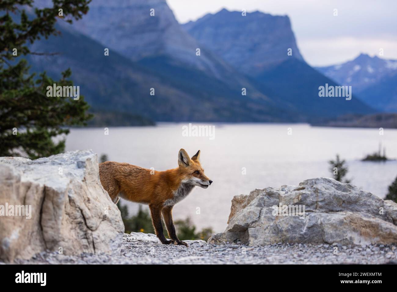 Adult red fox in Glacier National Park, Montana with St Mary lake in ...
