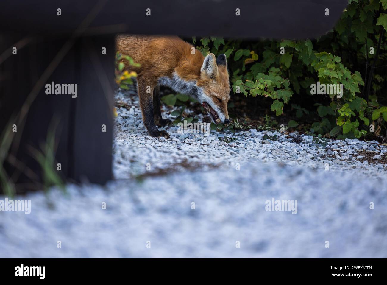 Adult red fox in Glacier National Park, Montana Stock Photo - Alamy