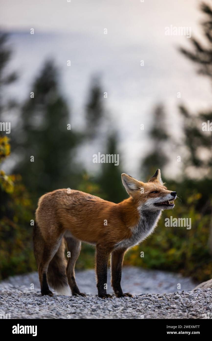 Adult red fox in Glacier National Park, Montana with St Mary lake in ...