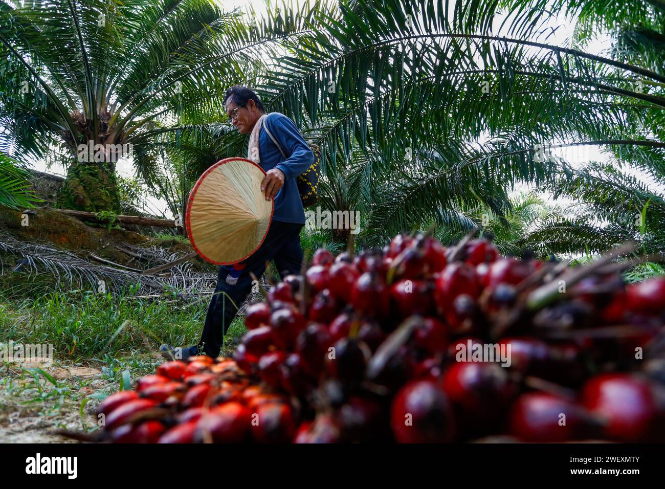 Selengau, Sarawak, East Malaysia. 26th Jan, 2024. Indigenous Iban Mr ...