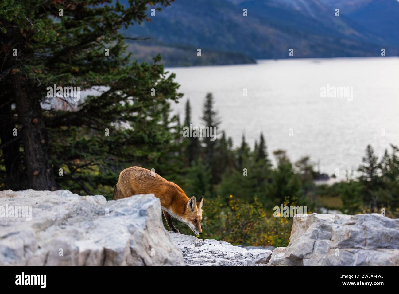 Adult red fox in Glacier National Park, Montana with St Mary lake in ...