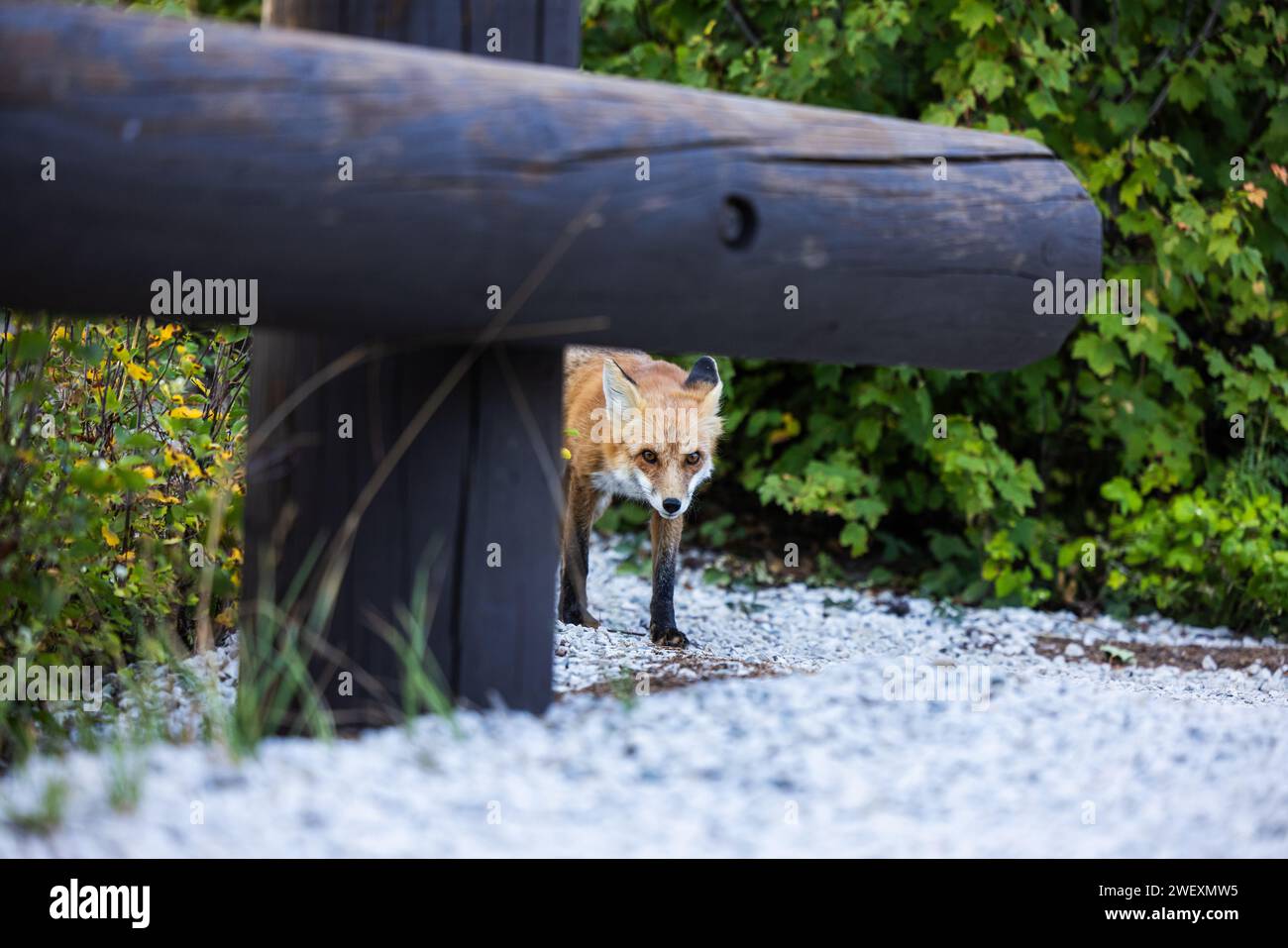 Adult red fox in Glacier National Park, Montana Stock Photo - Alamy