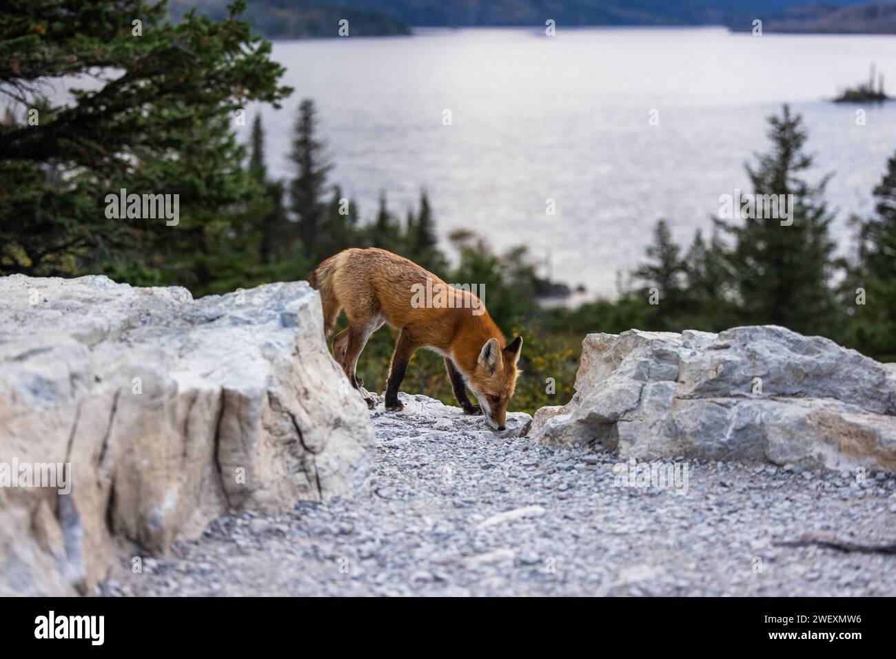 Adult red fox in Glacier National Park, Montana with St Mary lake in ...