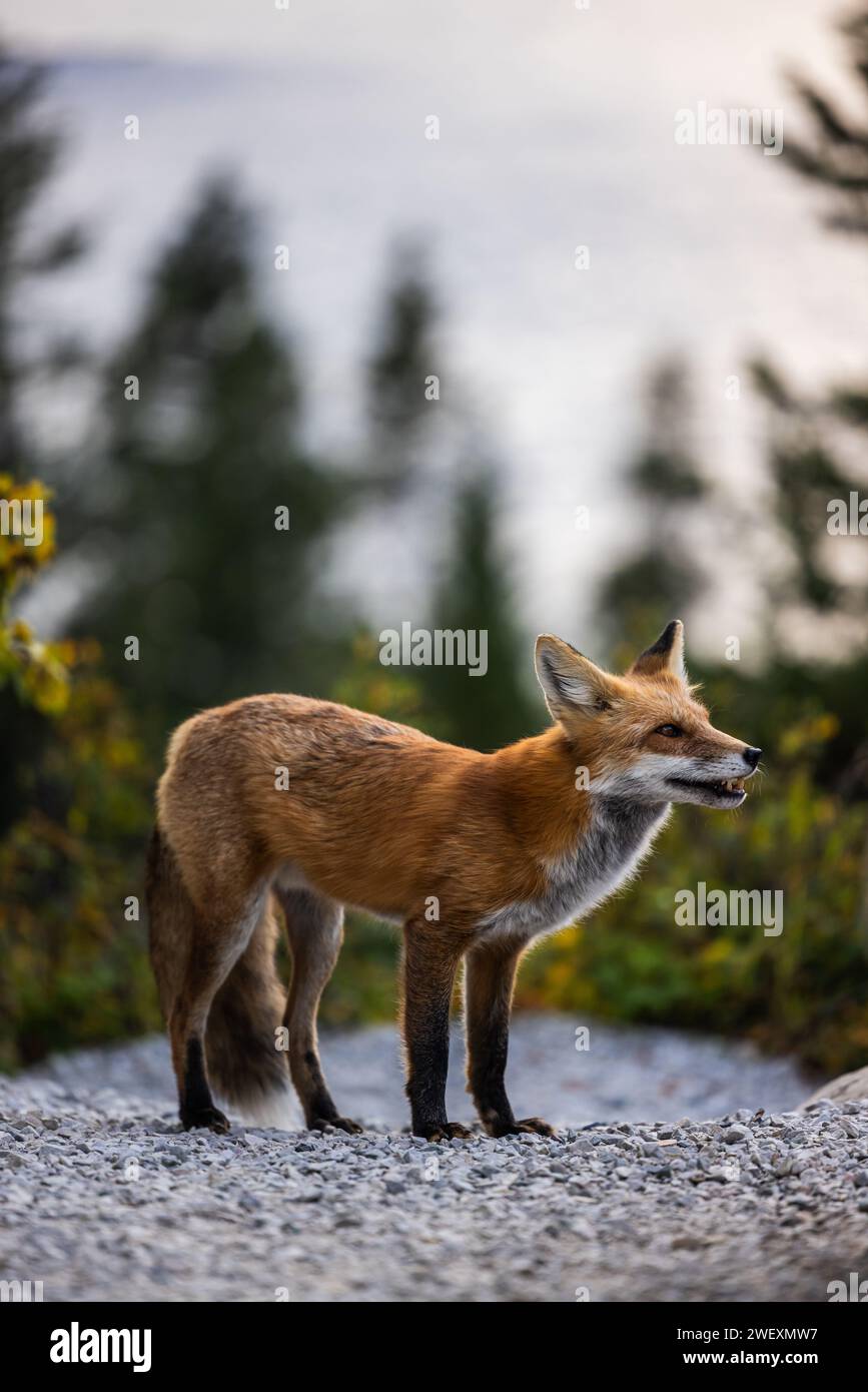 Adult red fox in Glacier National Park, Montana with St Mary lake in ...