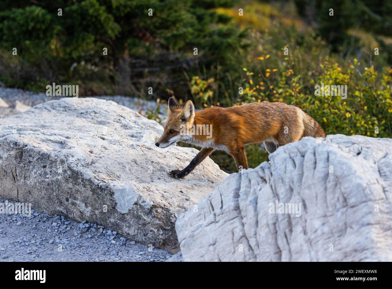 Adult red fox in Glacier National Park, Montana Stock Photo - Alamy