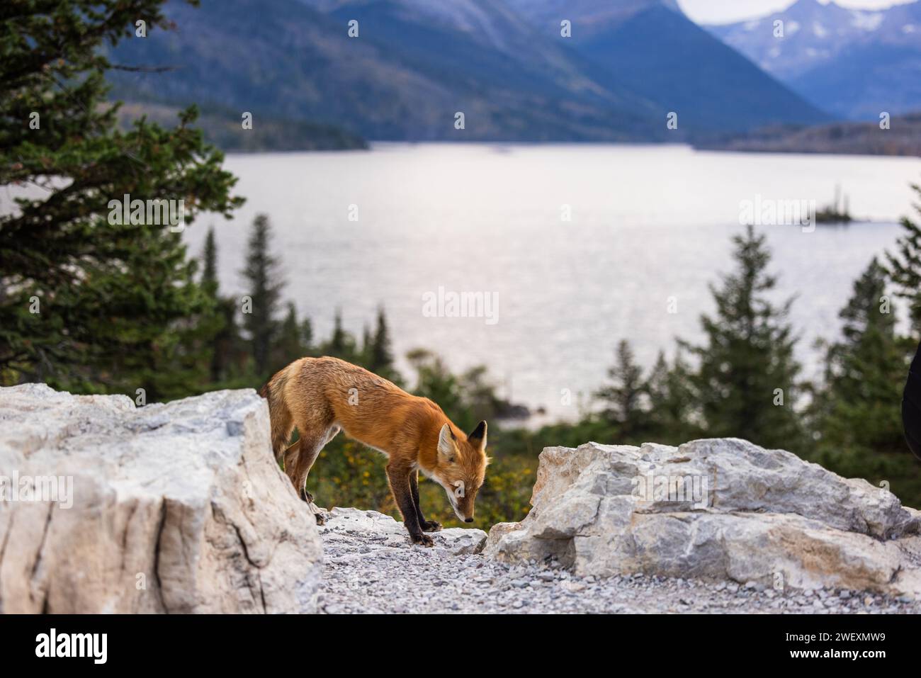 Adult red fox in Glacier National Park, Montana with St Mary lake in ...