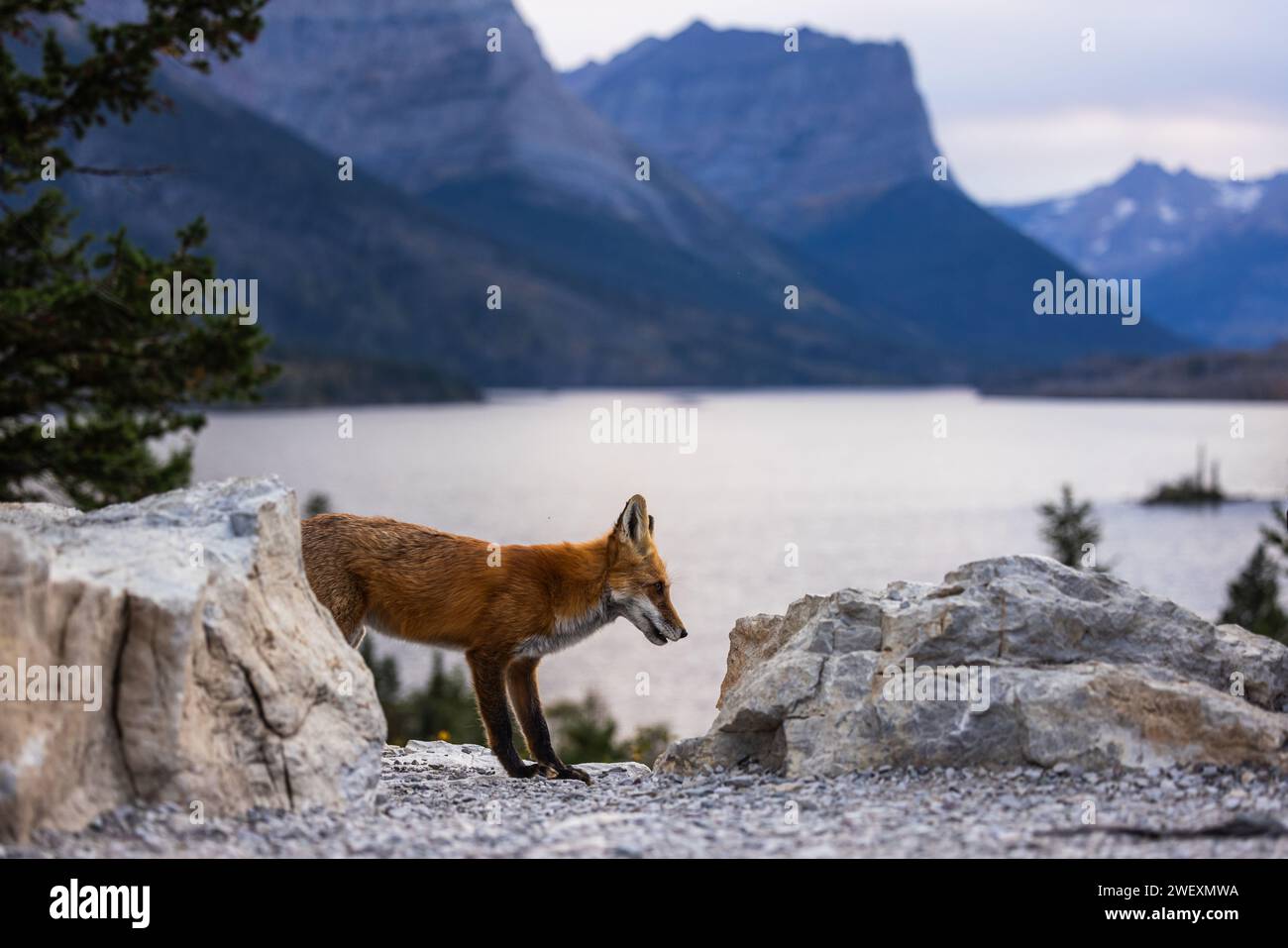 Adult red fox in Glacier National Park, Montana with St Mary lake in ...