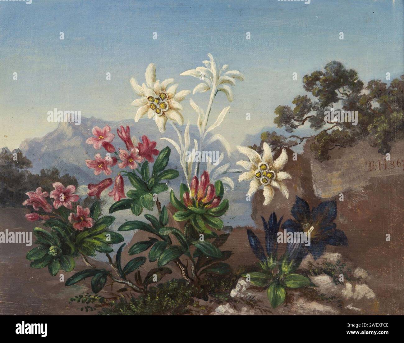 Alpine Flowers (1867 Stock Photo - Alamy