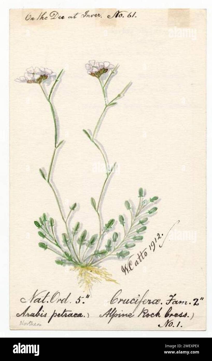 Arabis petraes hi-res stock photography and images - Alamy