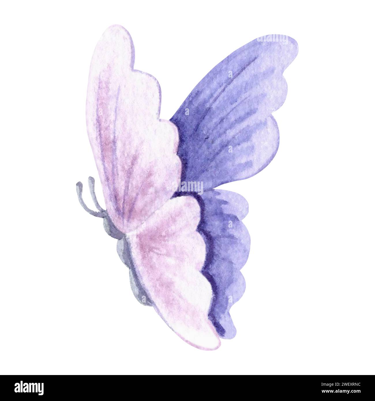Watercolor flying butterfly delicate light violet color. Isolated hand ...