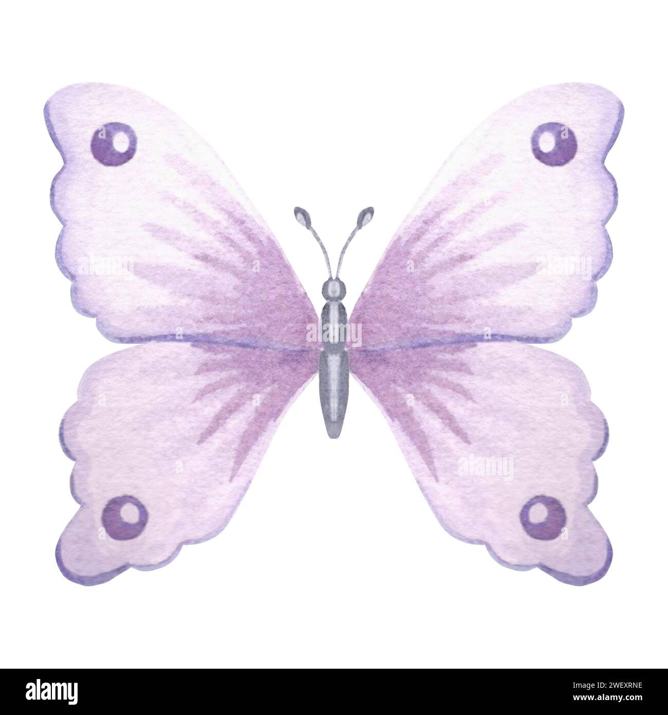 Watercolor flying butterfly delicate light violet color. Isolated hand ...