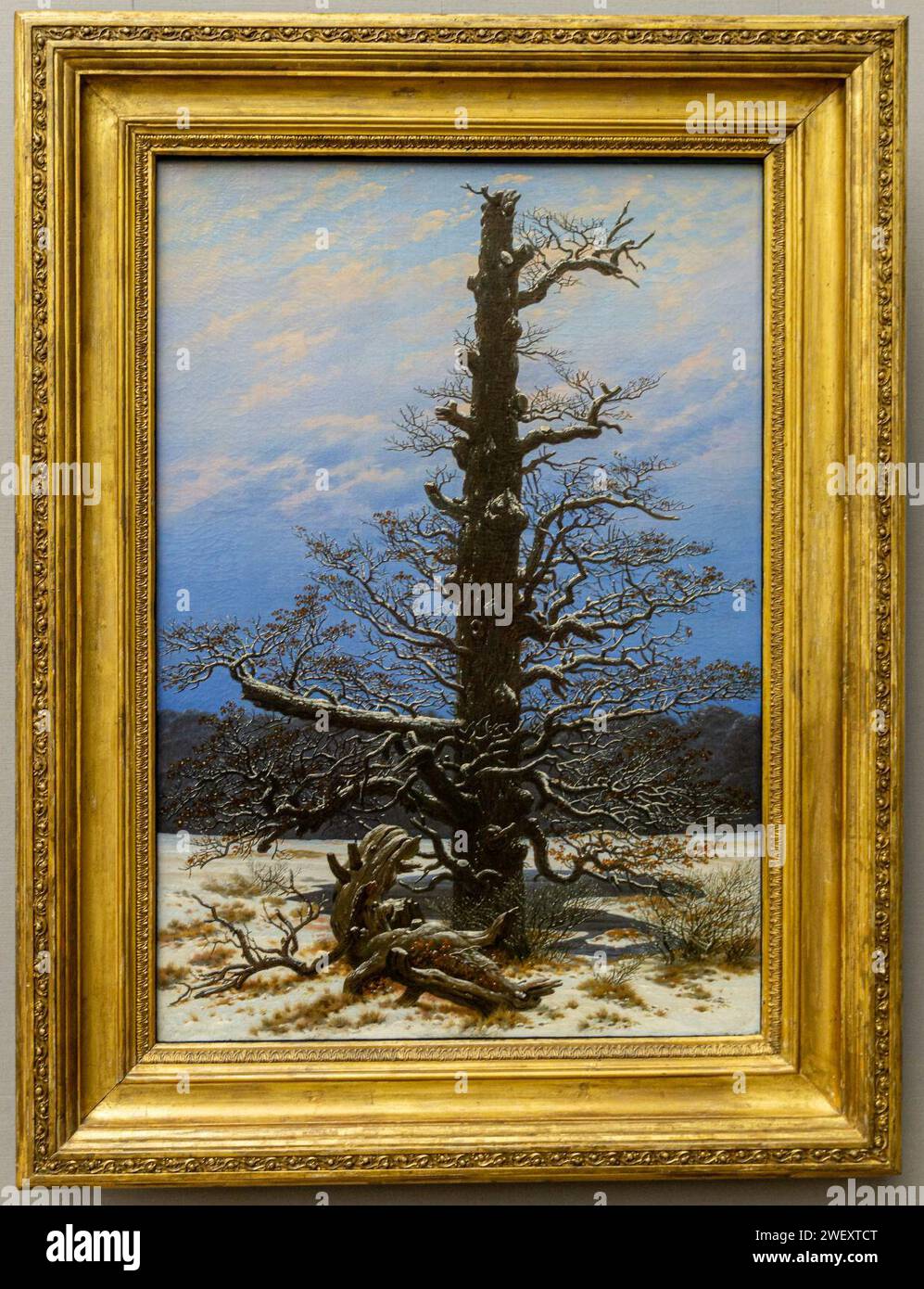 Eichbaum im schnee hi-res stock photography and images - Alamy