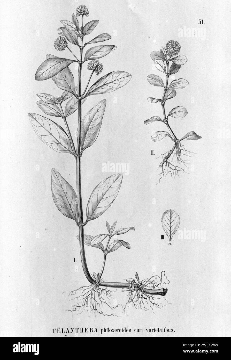 Alternanthera philoxeroides Black and White Stock Photos & Images - Alamy