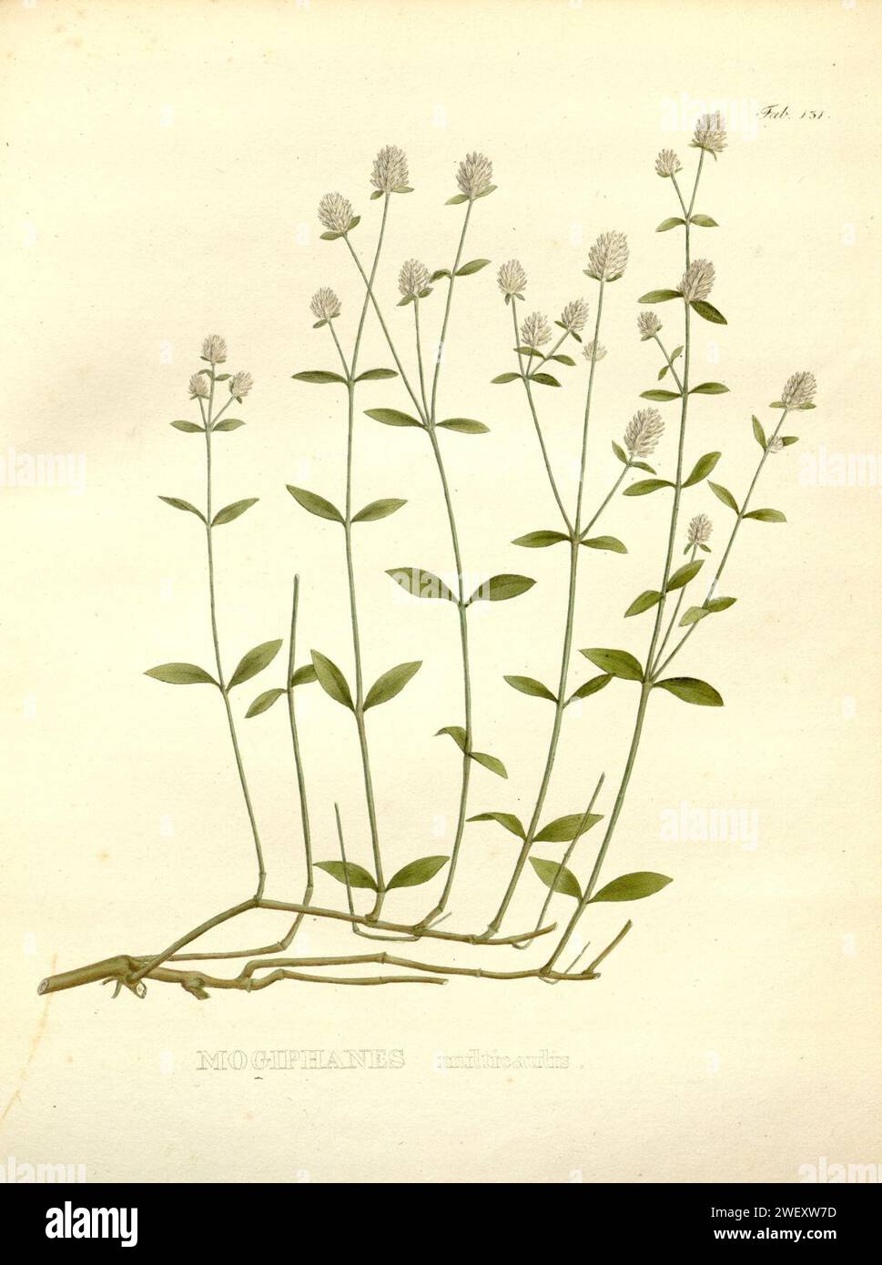 Alternanthera multicaulis as Mogiphanes multicaulis Stock Photo - Alamy