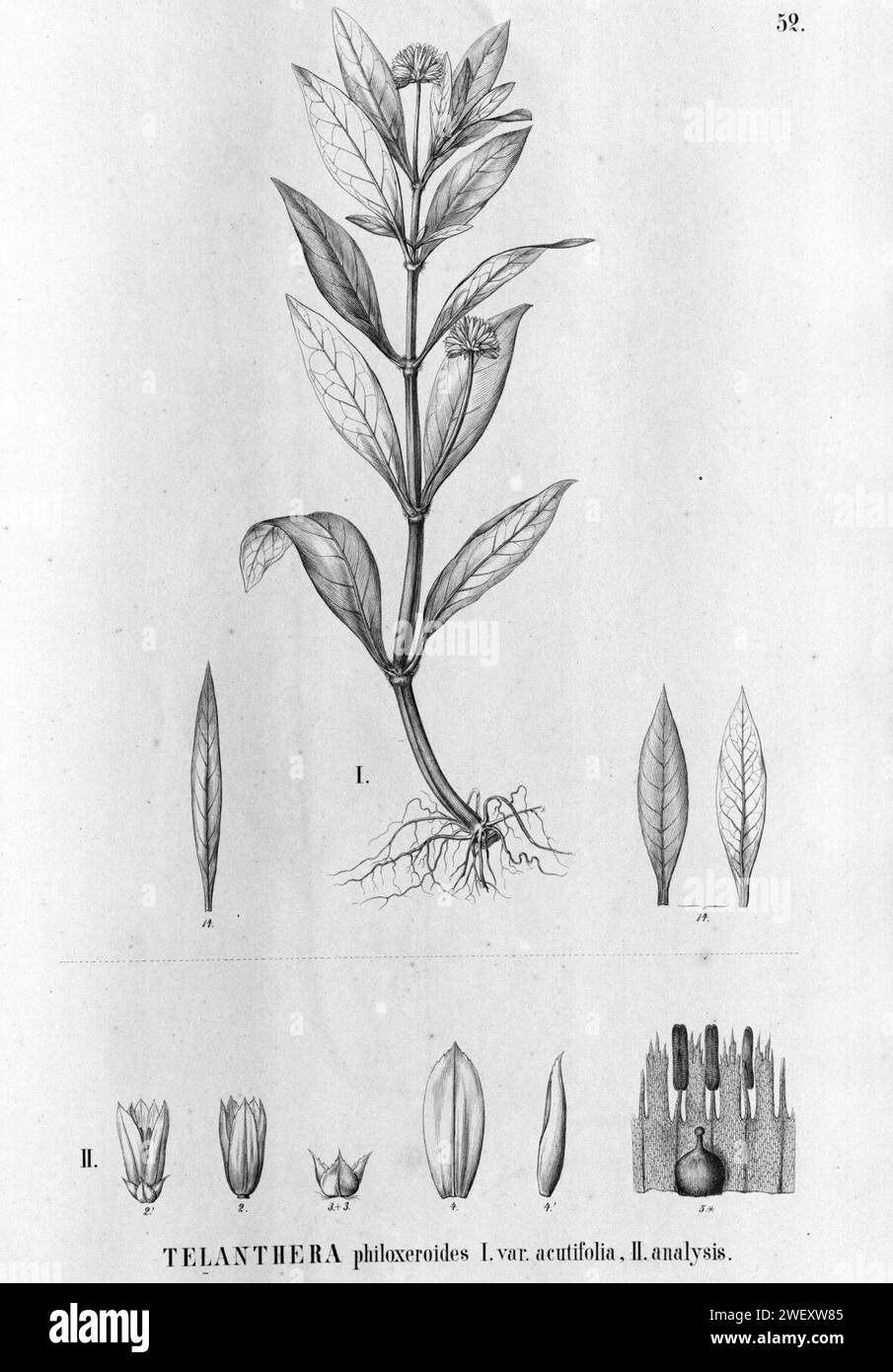 Alternanthera philoxeroides Black and White Stock Photos & Images - Alamy