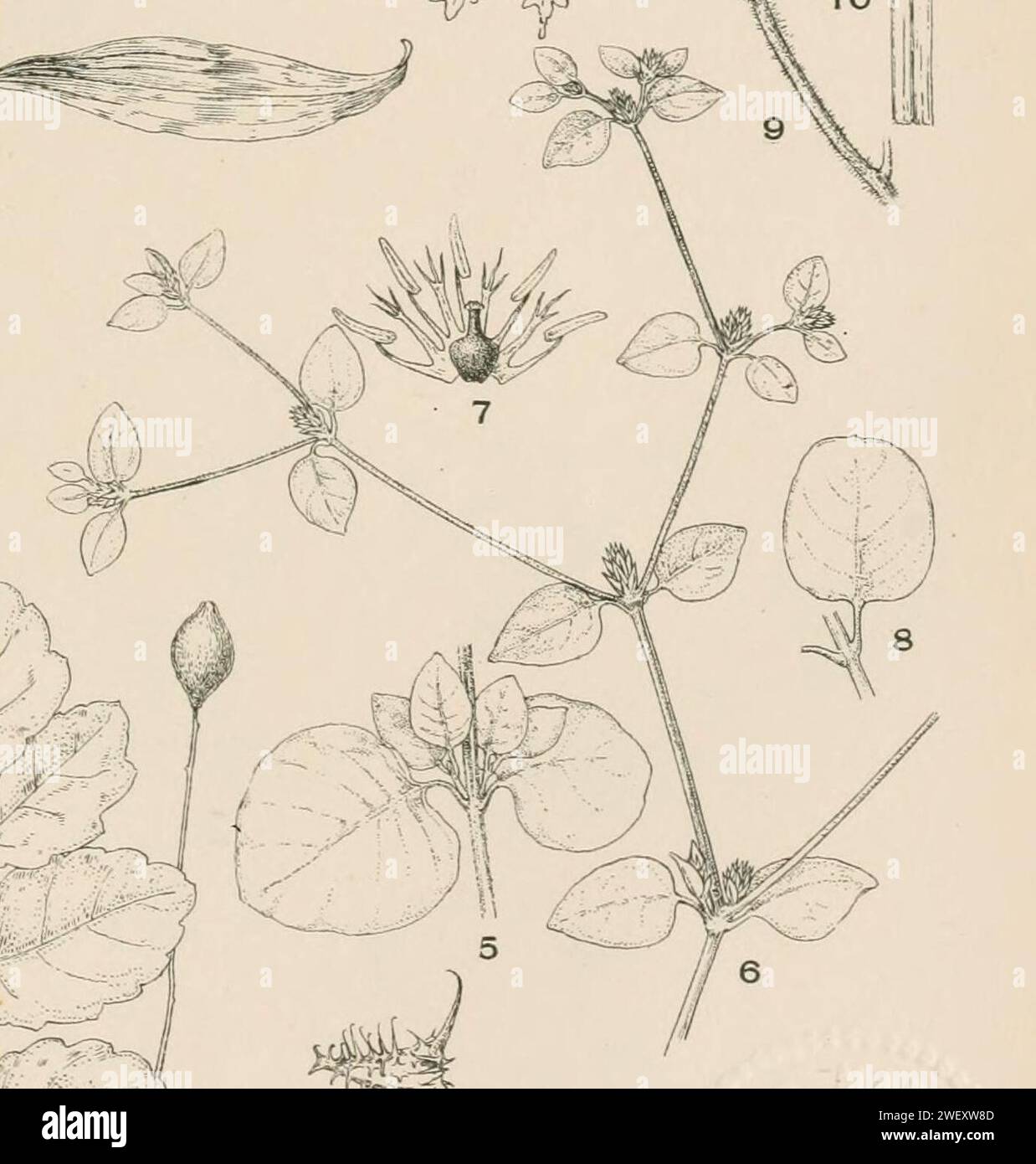 Telanthera hi-res stock photography and images - Alamy