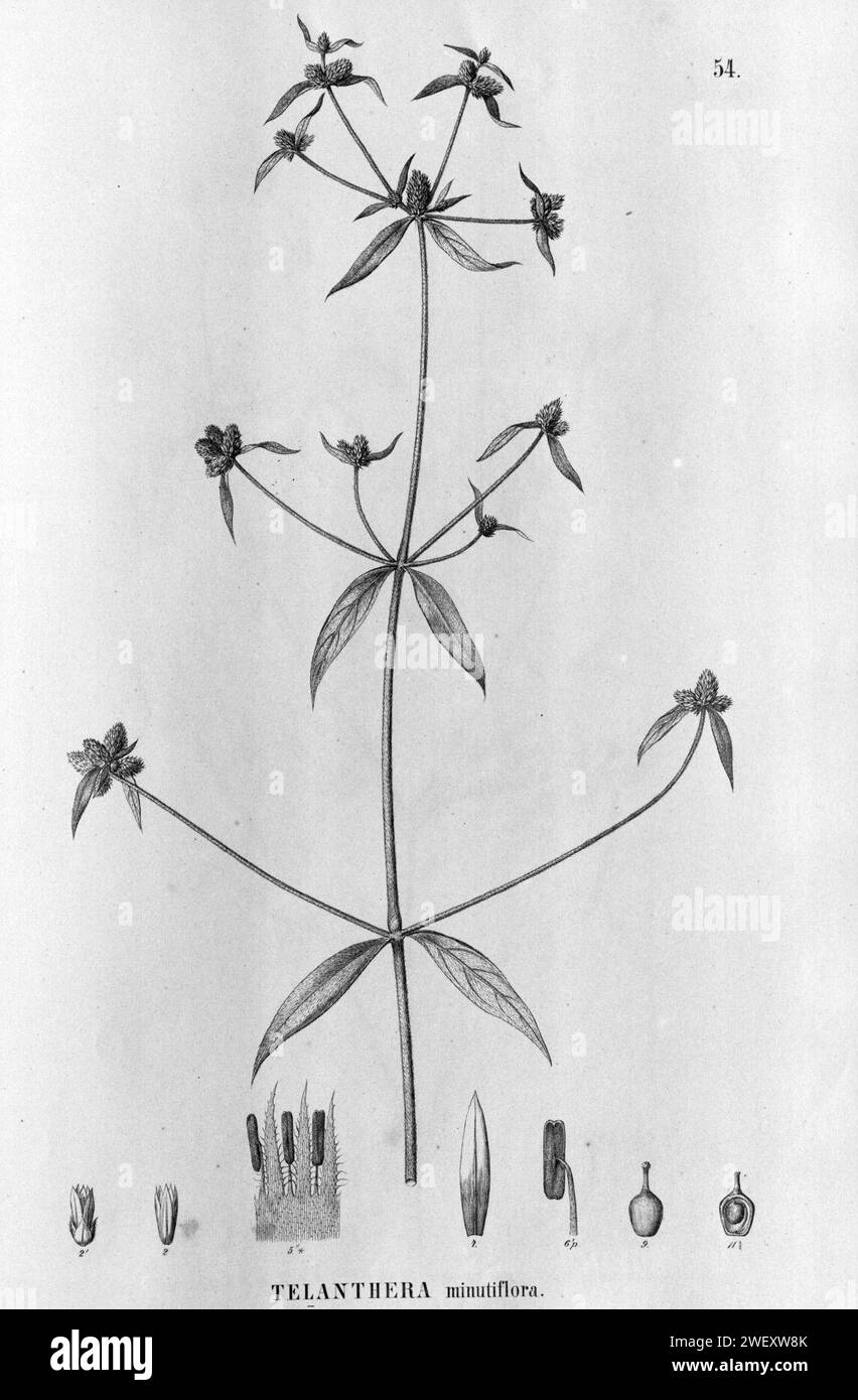 Alternanthera minutiflora as Telanthera minutiflora Stock Photo - Alamy