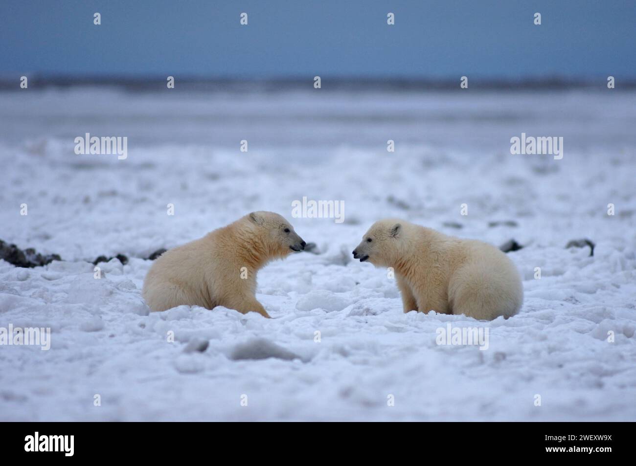 polar bears, Ursus maritimus, pair of cubs playing on the pack ice ...