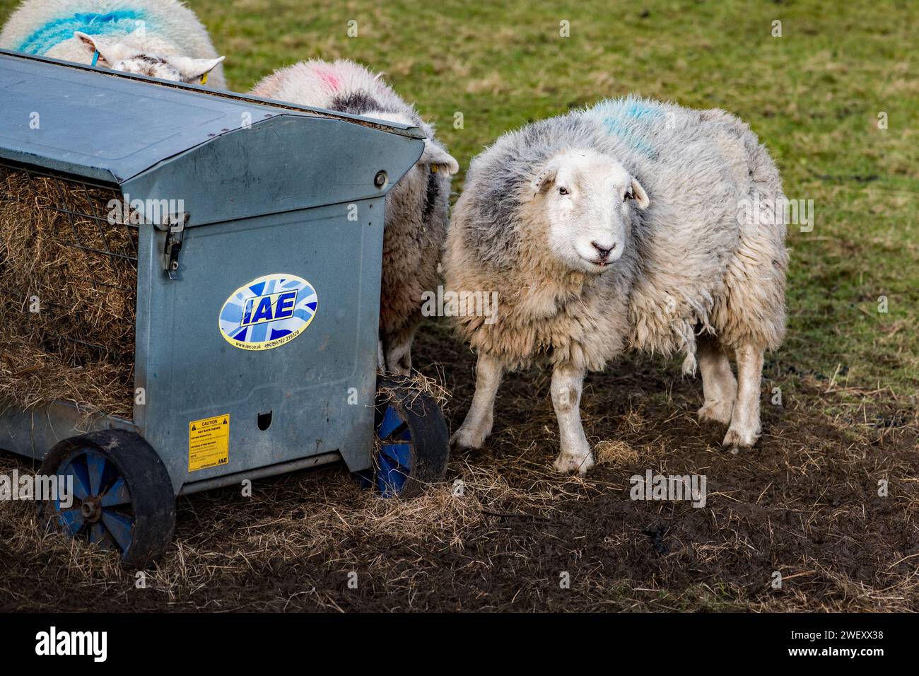 Sheep rearing in long preston hi-res stock photography and images - Alamy