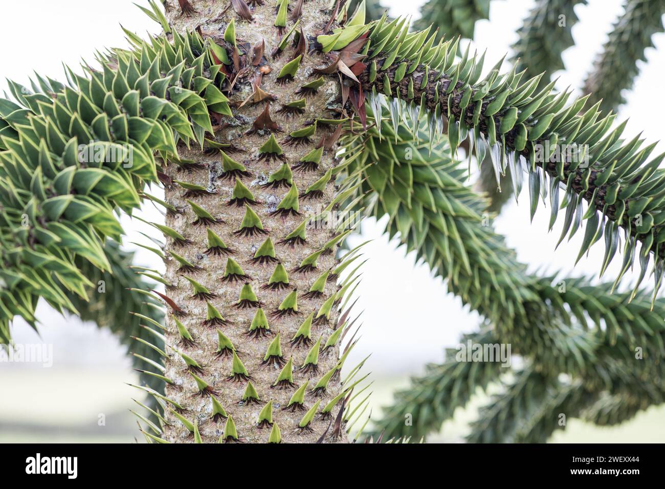 Sines are its its leaves hi-res stock photography and images - Alamy