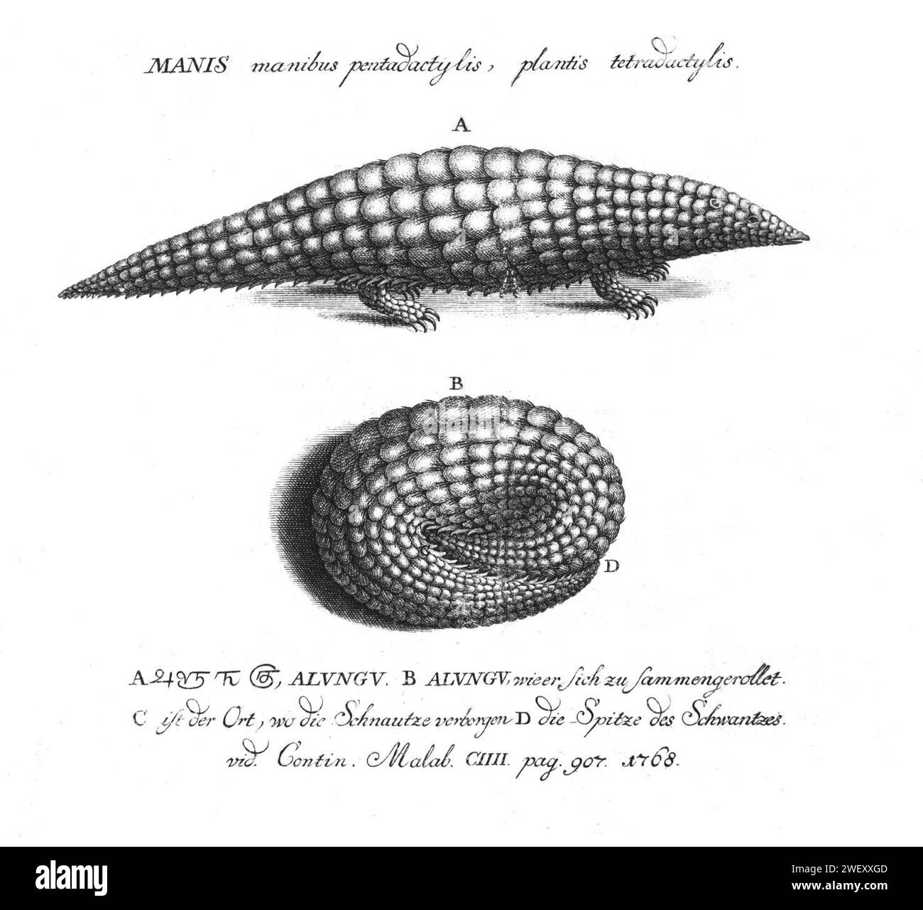 Alungu Black and White Stock Photos & Images - Alamy