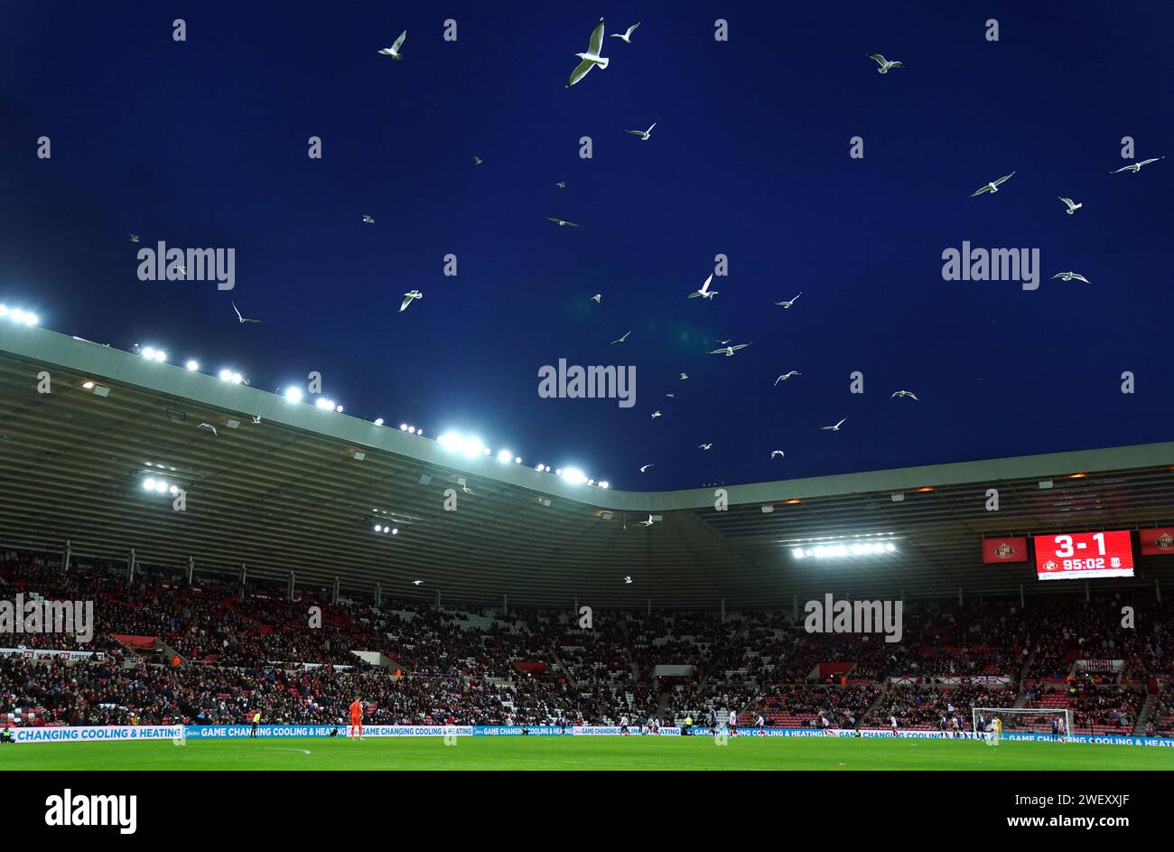 A colony of seagulls gather over the pitch during the Sky Bet ...