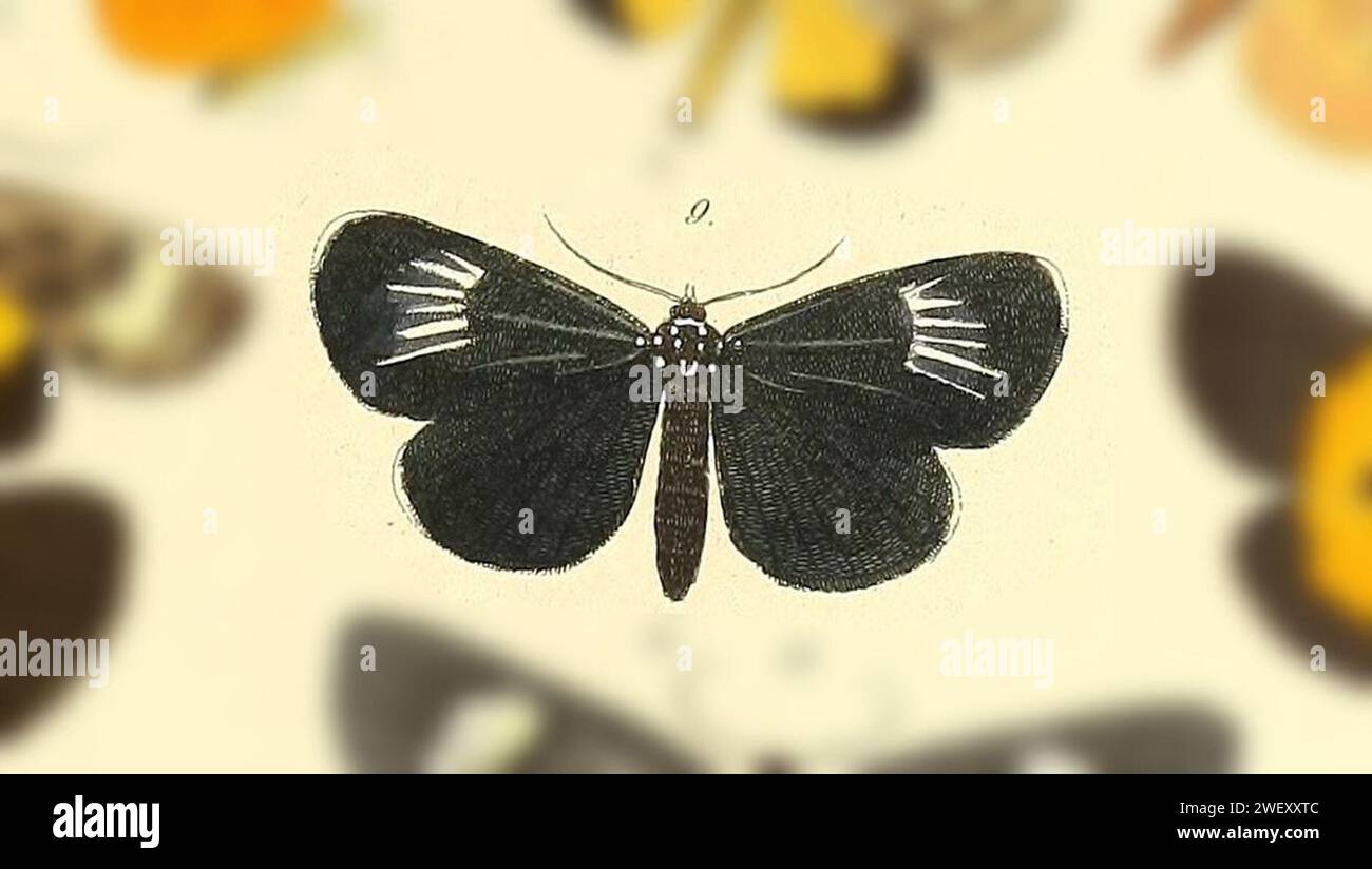 Agarista hi-res stock photography and images - Alamy