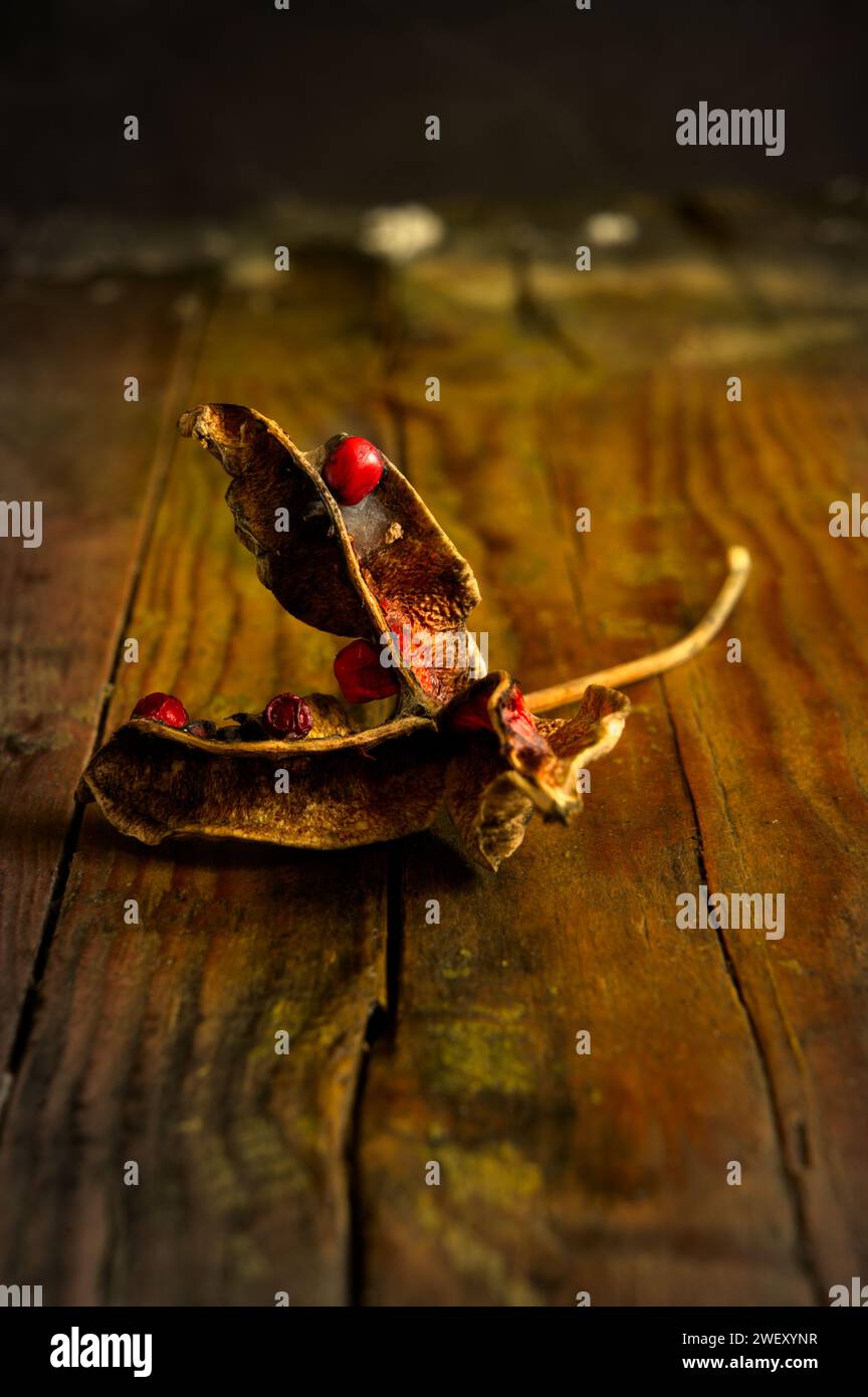 Warm still life hi-res stock photography and images - Alamy