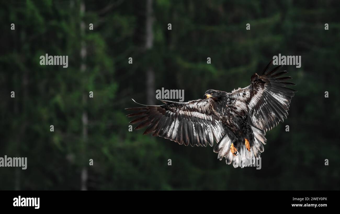 Golden eagle landing hi-res stock photography and images - Alamy