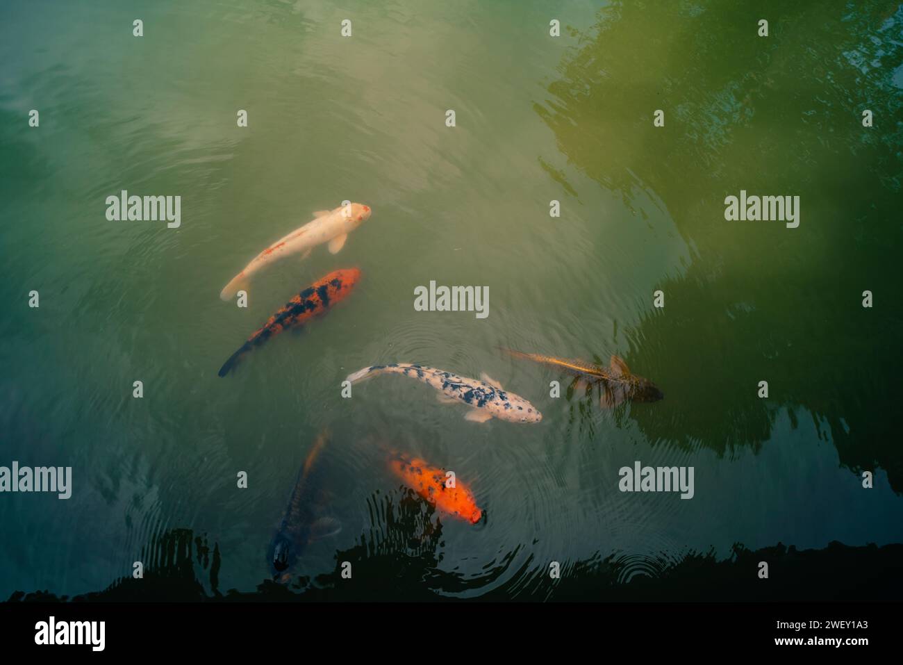 High quality orange map hi-res stock photography and images - Alamy