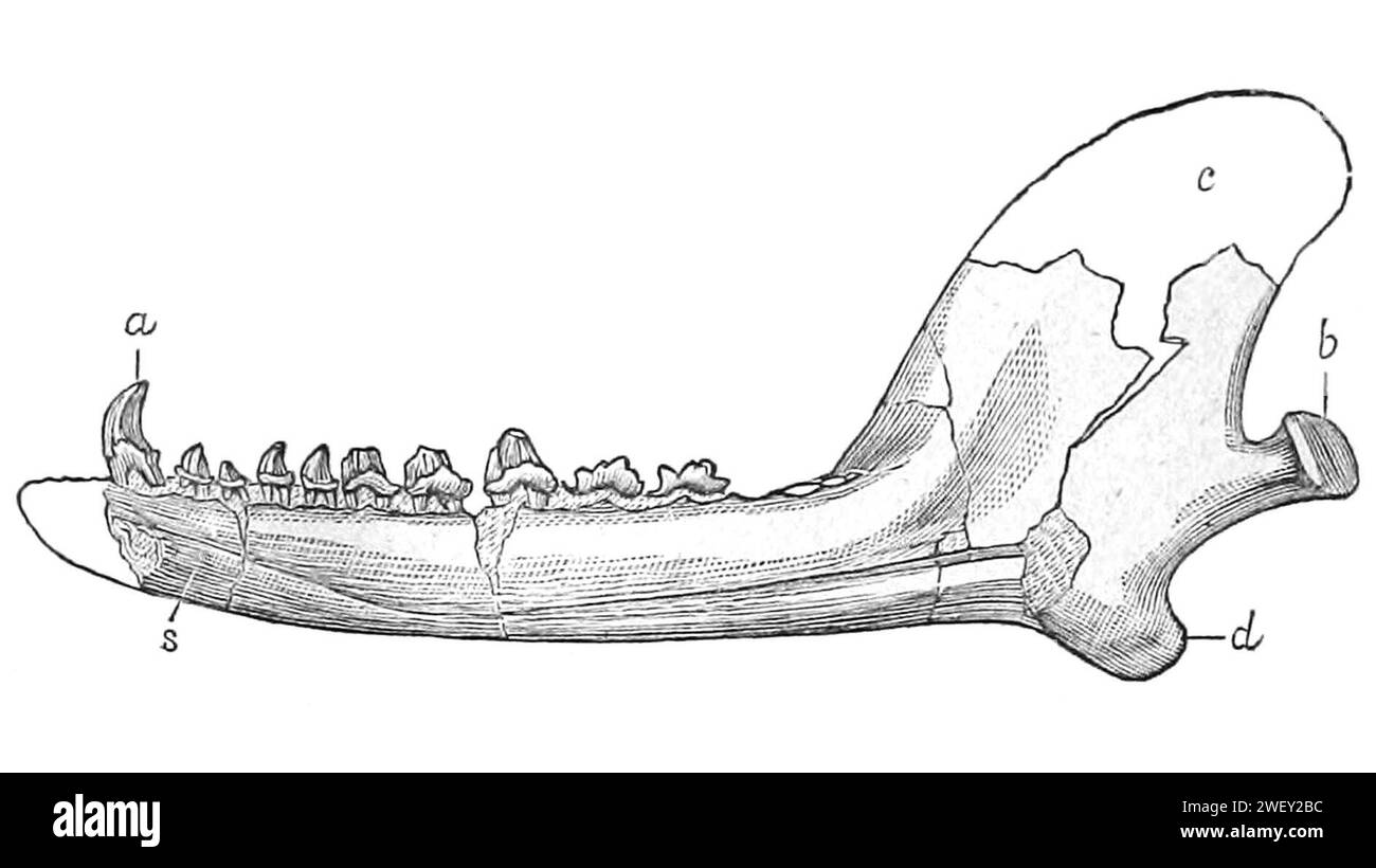Mammals jurassic hi-res stock photography and images - Alamy