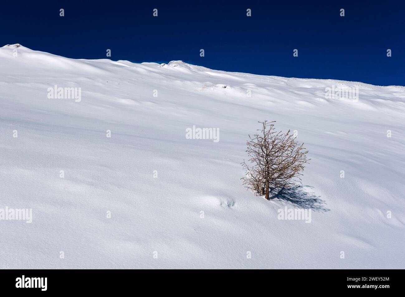 Structures of drifted snow and a solitary larch tree on a hill in Val ...