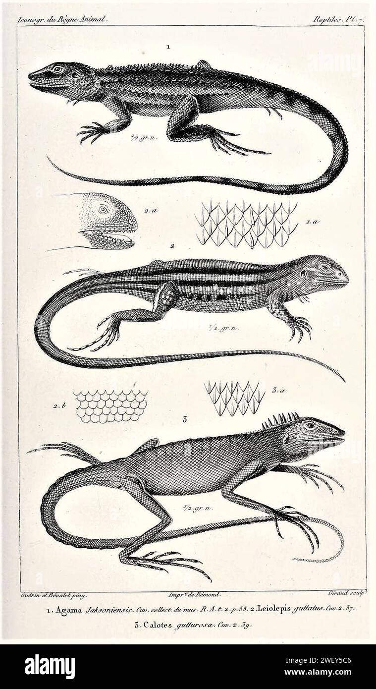 Amphibolurus muricatus Leiolepis guttata Bronchocela cristatella Stock ...