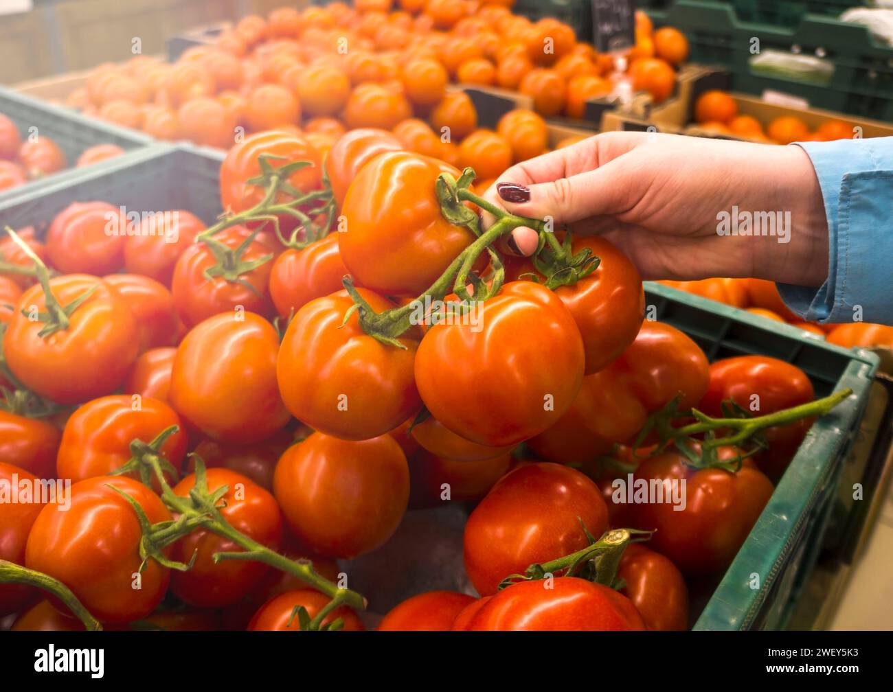 hand with a red tomatoes. The female hand takes fresh vegetables in a ...