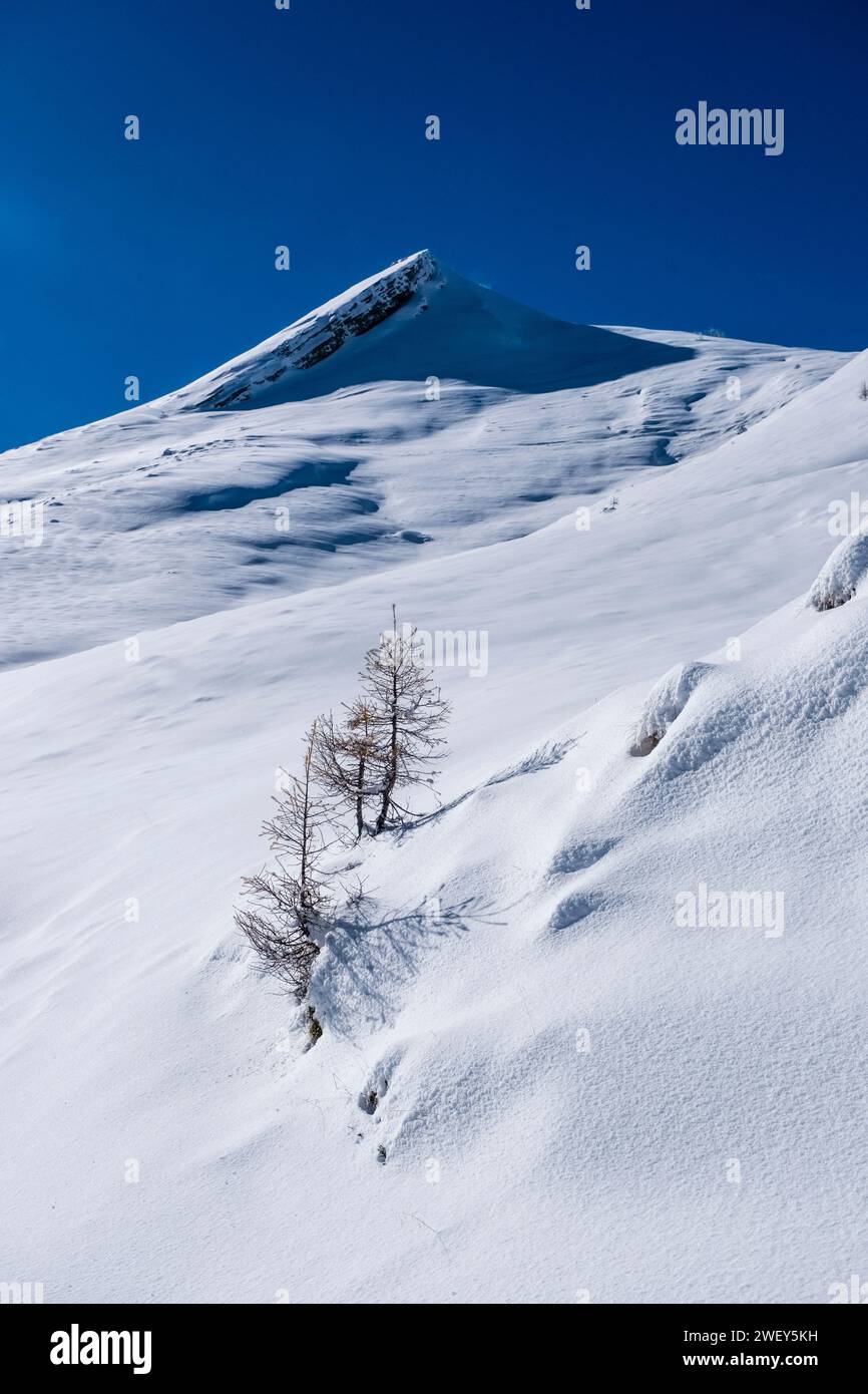 Structures of drifted snow on a hill with two lone yellow larch trees ...