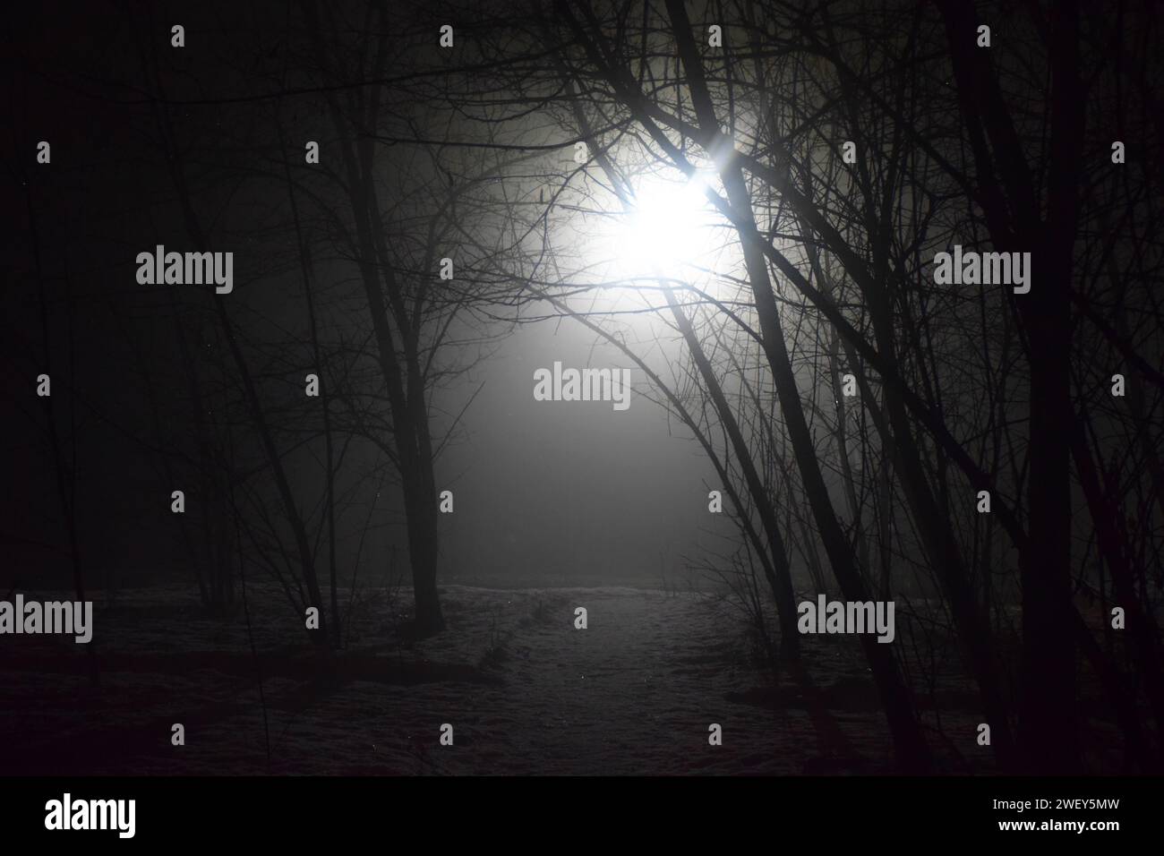 Dark yellow moon in the night sky with branches of forest trees and ...