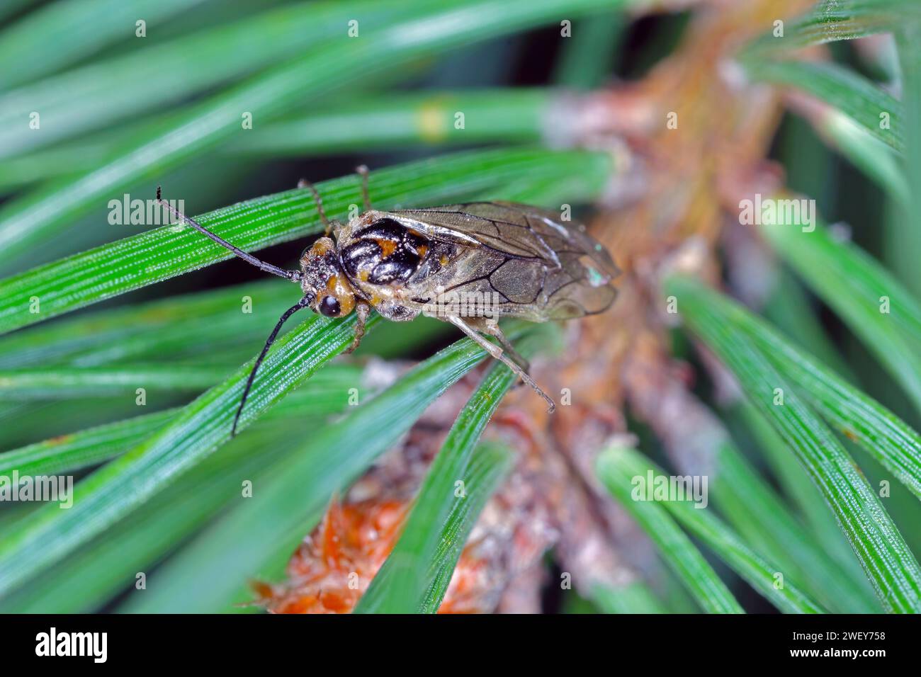 Insect, sawflie from family Tenthredinidae on pine needles Stock Photo ...