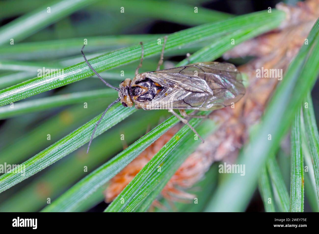 Insect, sawflie from family Tenthredinidae on pine needles Stock Photo ...